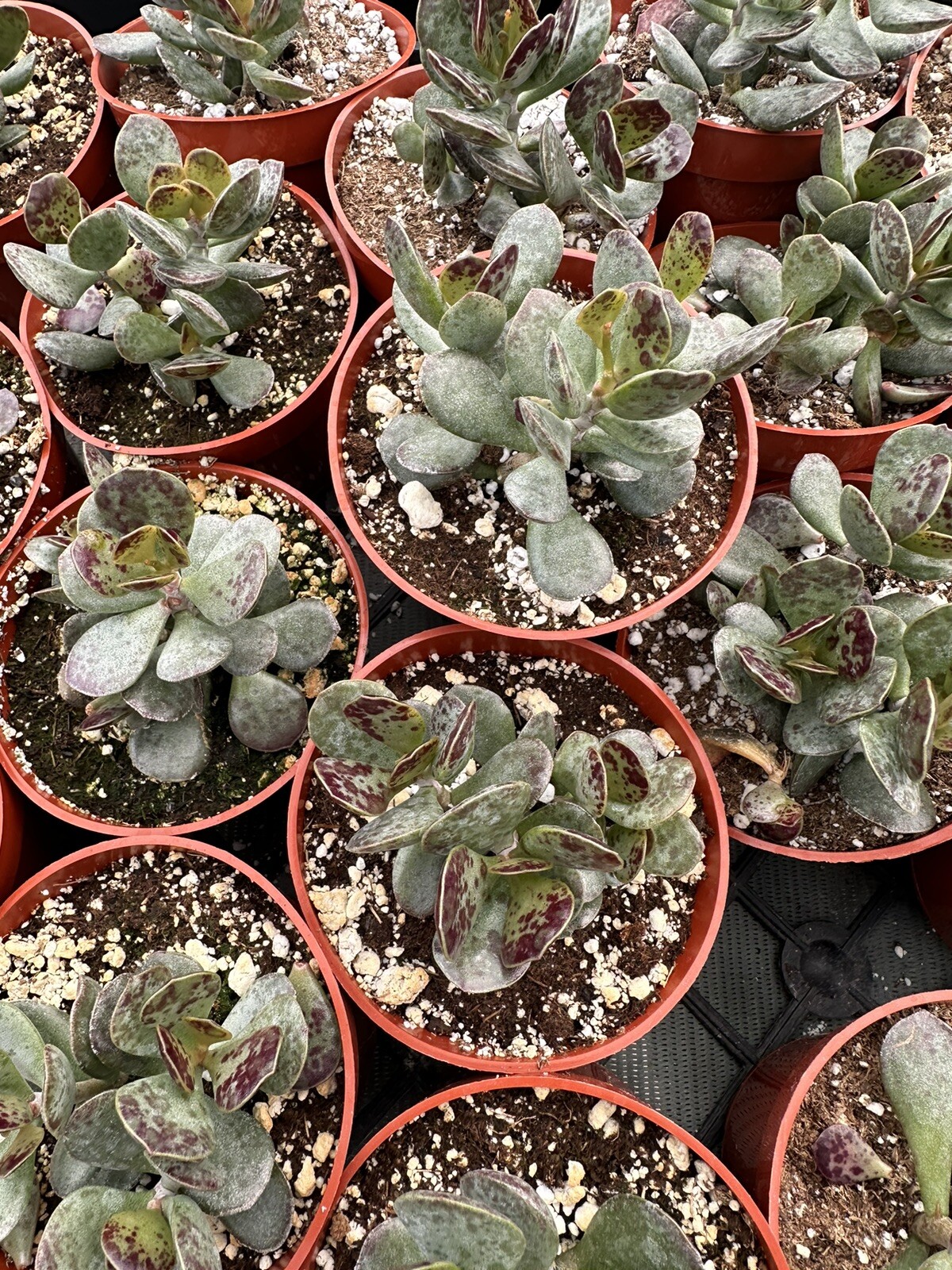 Adromischus Maculatus - Calico Heart : Succulent Plant In 4” Pot | eBay