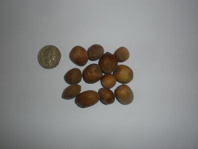 Common Hazelnut, Corylus avellana, European Filbert Seeds | eBay UK