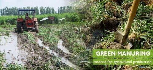 Daincha Seebs King of Natural Green Manure Dhaincha Prickly Sesban 100 ...