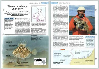 John Dory - Sea Know Your Fish - The Art Of Fishing Page | eBay UK