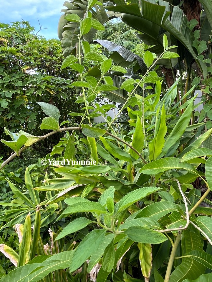 6 Lippia Alba Cuttings Pitiona Oaxaca, Juanilama, Hierba Negra, Bushy ...