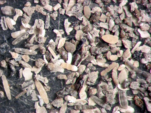 Jurassic Blue Lias microfossil slide ostracod foraminifera Fretherne ...