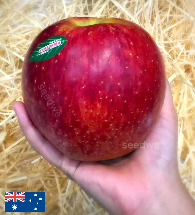 Giant Sekai Ichi Apple 15 Seeds Heirloom Exotic Rare Japanese Fruit ...