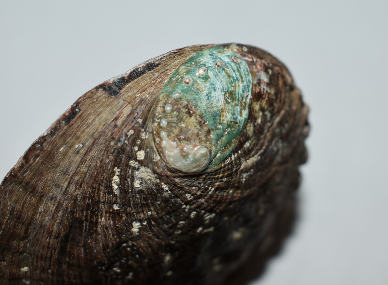 Natural Rainbow Abalone Shell Polished Seashell Fish Tank Aquarium Home ...