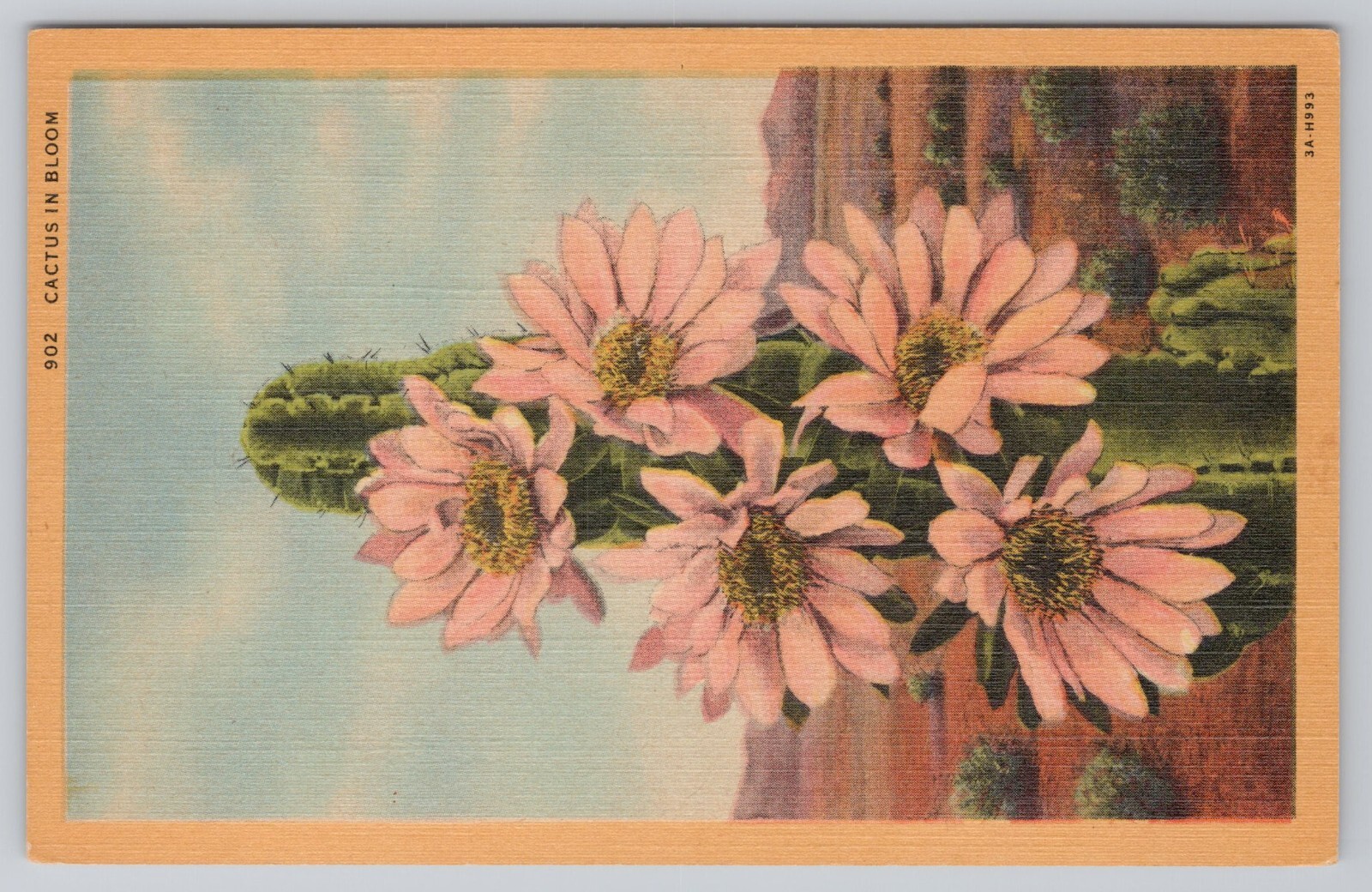 Postcard Cactus In Bloom California | eBay