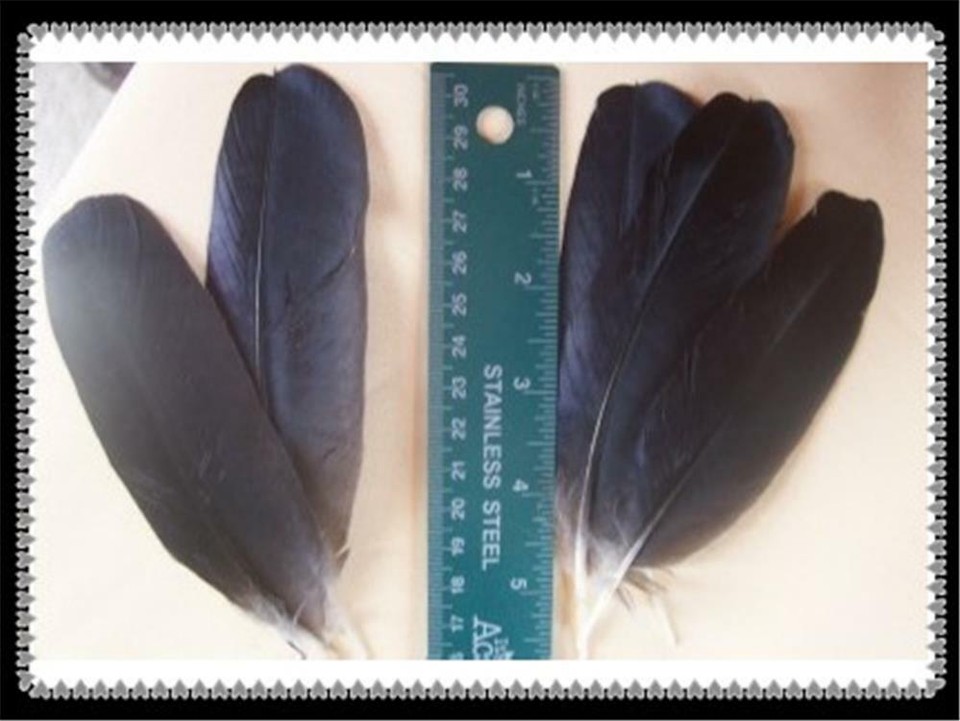 Rook Wing Quill Feathers -Eurasian - Natural Black - 2 Pc. - 5-7" - | eBay