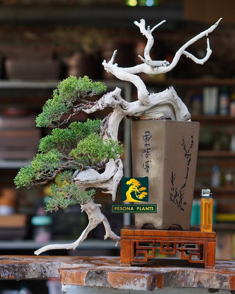 Actual Bonsai tree. Bonsai Juniperus Chinensis sargentii tanuki good ...