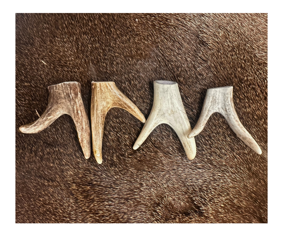 10 Pack - Forked Deer Antler Crafting Tips (Choose Size) Grade A ...