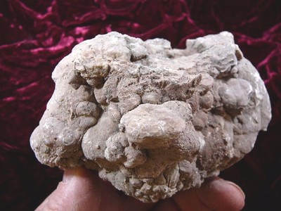 PP515-4) 1.7 lb Real Fossil Crocodile croc POOP doo doo Triassic era ...