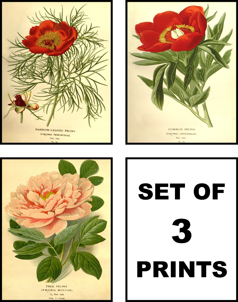 Vintage Peony Print