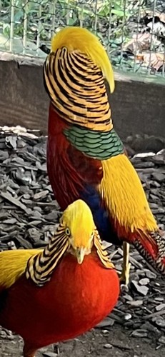 4 Red Golden PHEASANT HATCHING EGGS Ships Now Last Eggs Available This ...