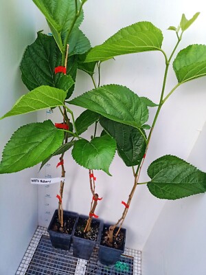 White Mulberry - Morus alba Bare root Edible rare | eBay Australia