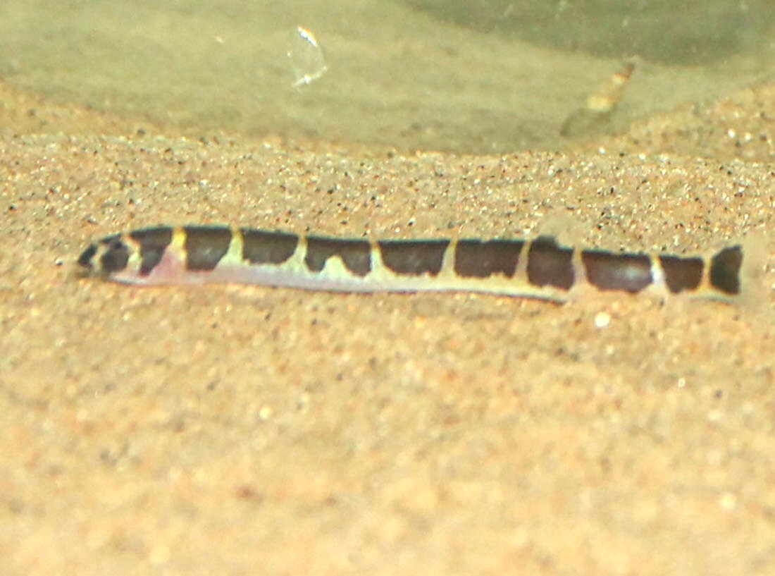 Kuhli Loach (Pangio Kuhli) [2 Pack] (2 fish) | eBay