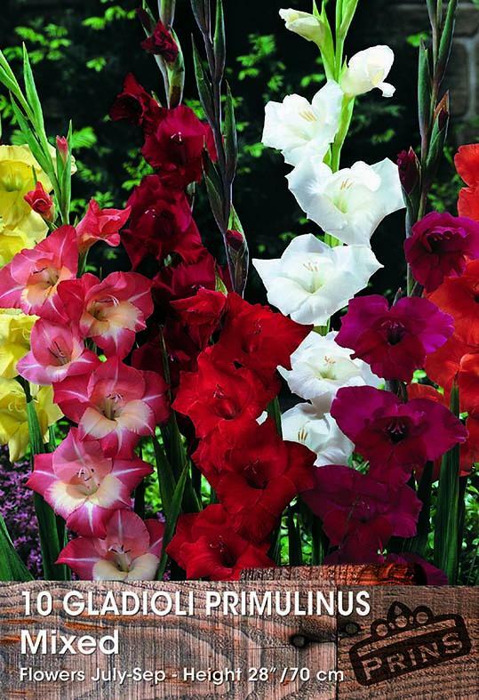 Gladiolus Primulinus Gladioli 'Mixed' Quality Summer Bulbs Pack x10 | eBay