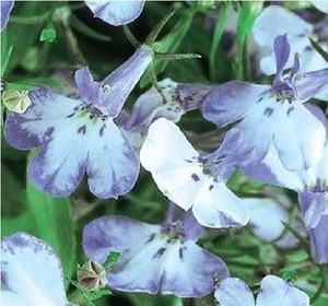 Flower - Lobelia Bedding - Riviera Blue Splash - 2000 Seeds | eBay
