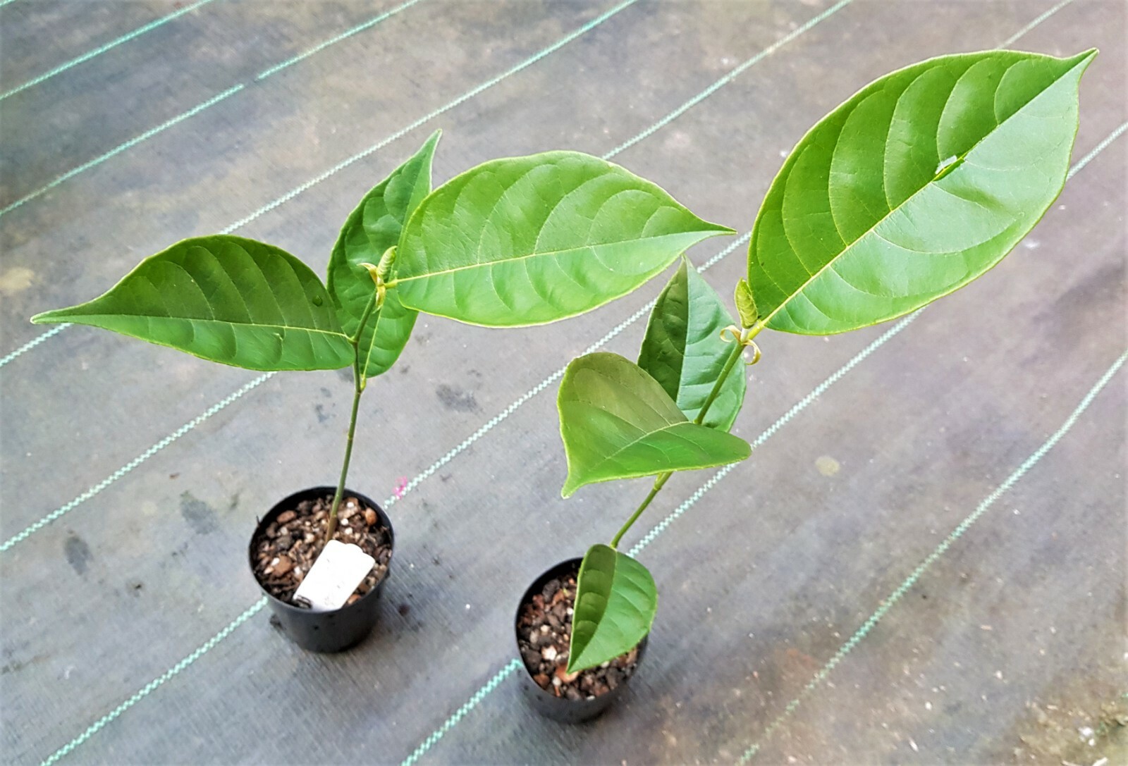 J33 JACKFRUIT ARTOCARPUS HETEROPHYLLUS SEEDLING | eBay Australia