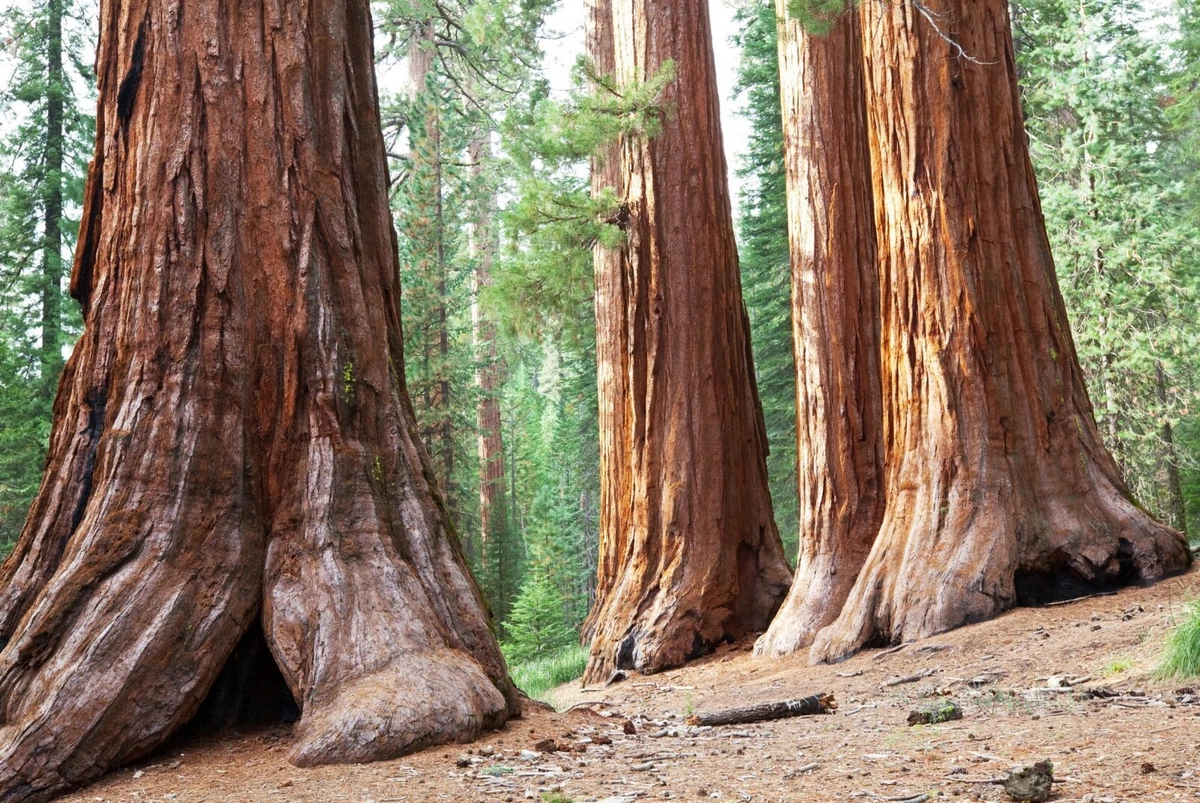 Sequoiadendron Giganteum Bonsai