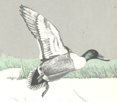 Nov Dec 1979 Outdoor California Magazine Shoveler Spoony Duck Paul B ...