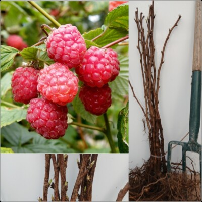 Raspberry Canes 'Autumn Bliss' x 5 Bare Root Canes for Planting | eBay UK