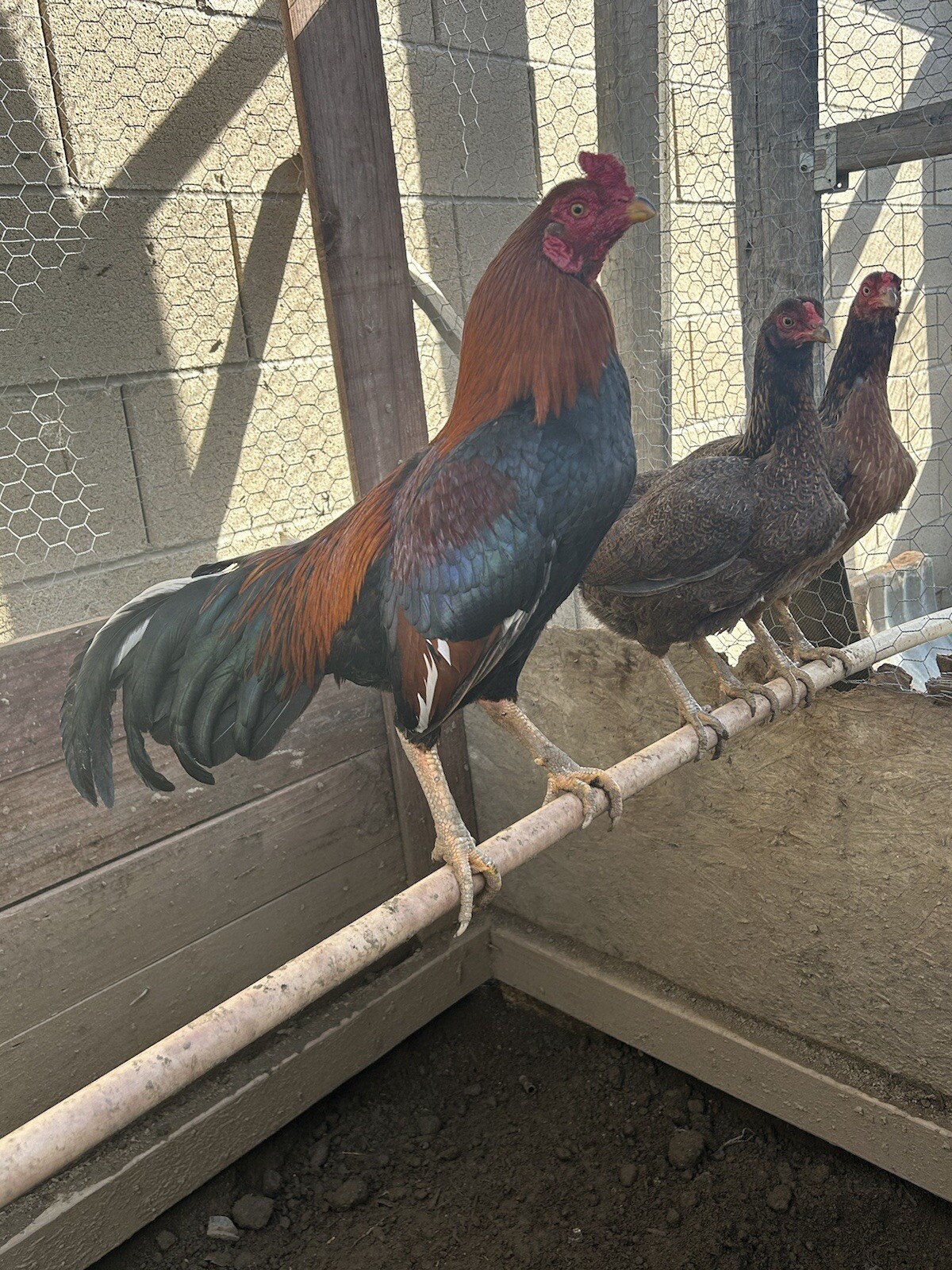 6 Sonatol Asil Hatching Eggs | eBay