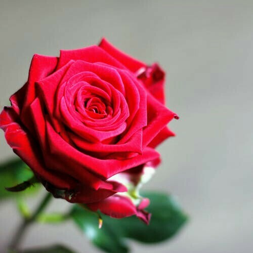 Red Rose Bush Seeds