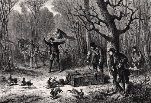Rabbit Hares Released, Responsible Hunting, Large 1870s Antique ...