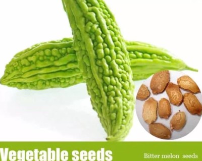 50+ Bitter Melon Bitter Gourd seeds, Balsam Pear, Ku Gua, Foo Gwah, Kho ...