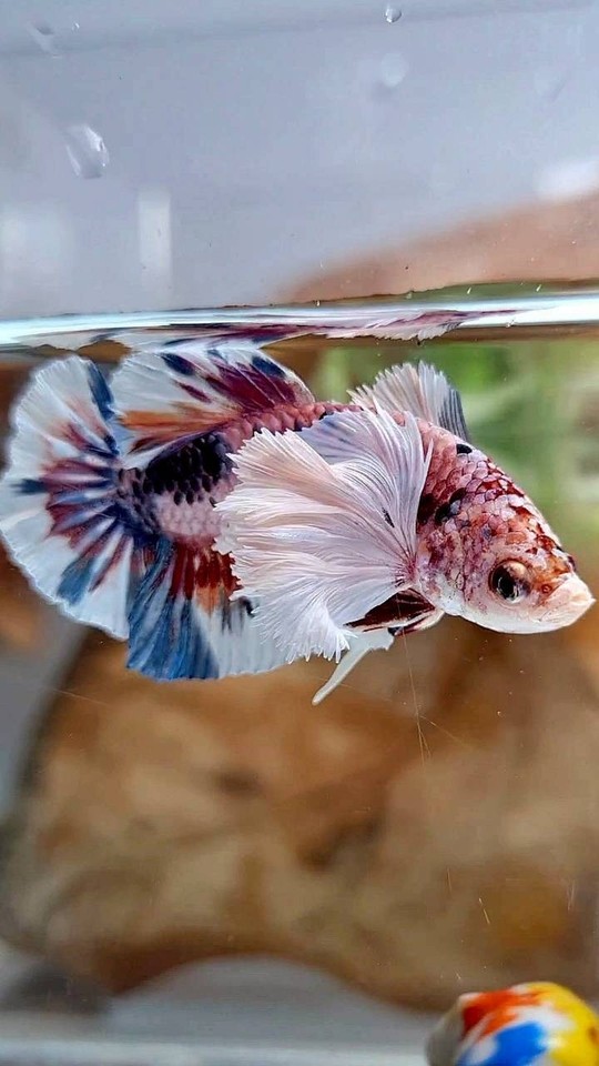 RARE PLAKAT DUMBO EAR CANDY BLUE GRAY MULTICOLOR BETTA (100% REAL PICT ...