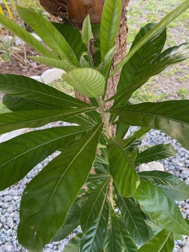 CINNAMON APPLE TREE (POUTERIA HYPOGLAUCA aka POUTERIA G) SUPER-RARE ...