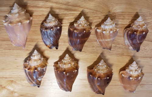 Lot of 9 Real Brown Whelk Sea Shells ~ 2.5–3" Beach Decor Crafts ...