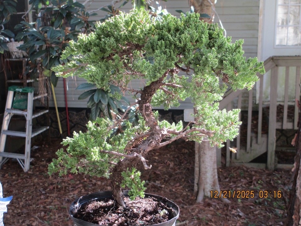 SPECIMEN BONSAI TREE JUNIPER PROCUMBENS NANA/U9 | eBay