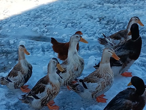 6 Purebred Silver Appleyard Duck hatching eggs Non-flight breed low ...