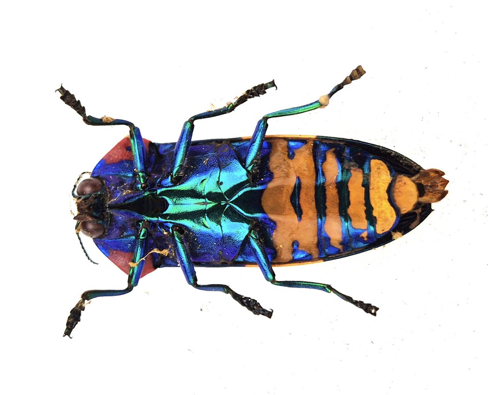 Calodema ribbei male, 40mm+ *West Papua* mounted buprestidae, rare! | eBay