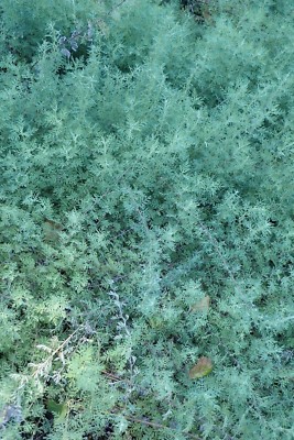 Fringed Sagebrush Seeds - Artemisia frigida - Prairie Sagewort - Arctic ...