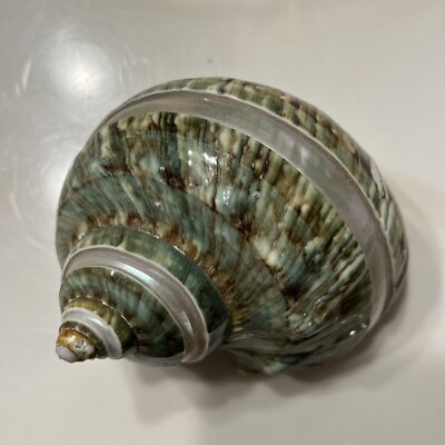 Green Banded Turbo Snail Sea Shell Polished | eBay