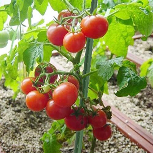 48” Plant Stakes Garden Tomato Sticks Plant Stakes & Supports For ...