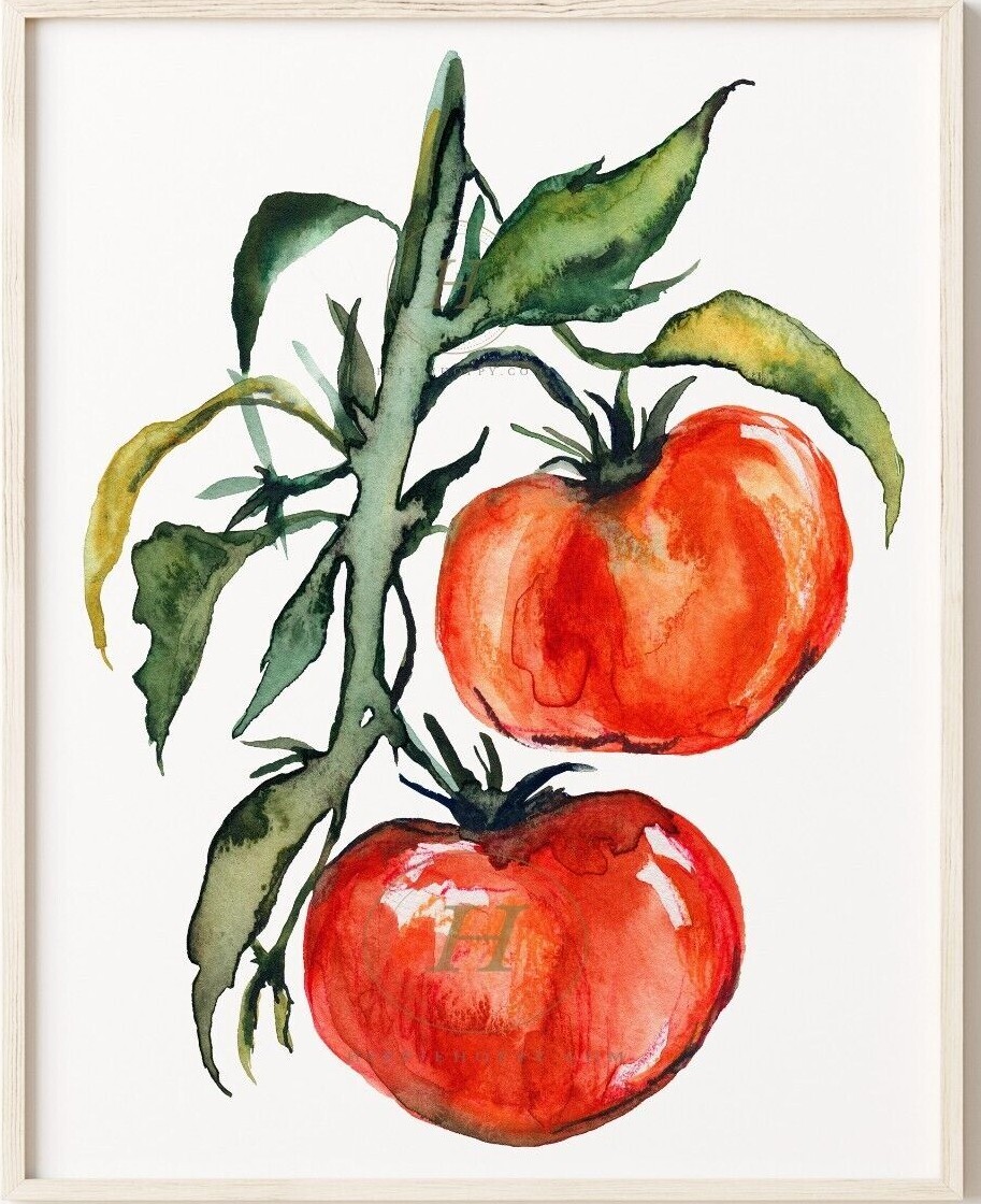 Tomato Watercolor Painting Watercolor Tomato Images – Browse 58,408