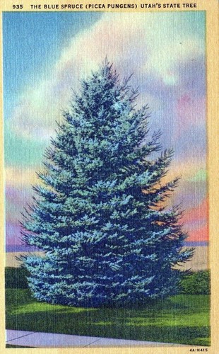 The Blue Spruce Picea Pungens Utah's State Tree Linen Vintage Postcard ...