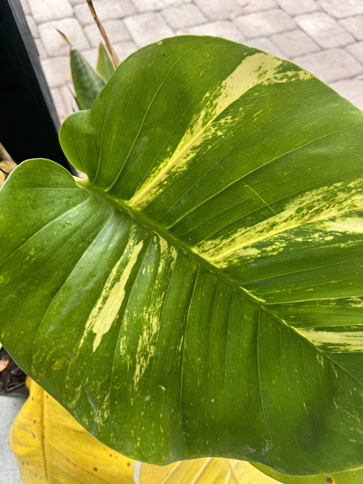 Golden Aurea Pothos Giant | eBay