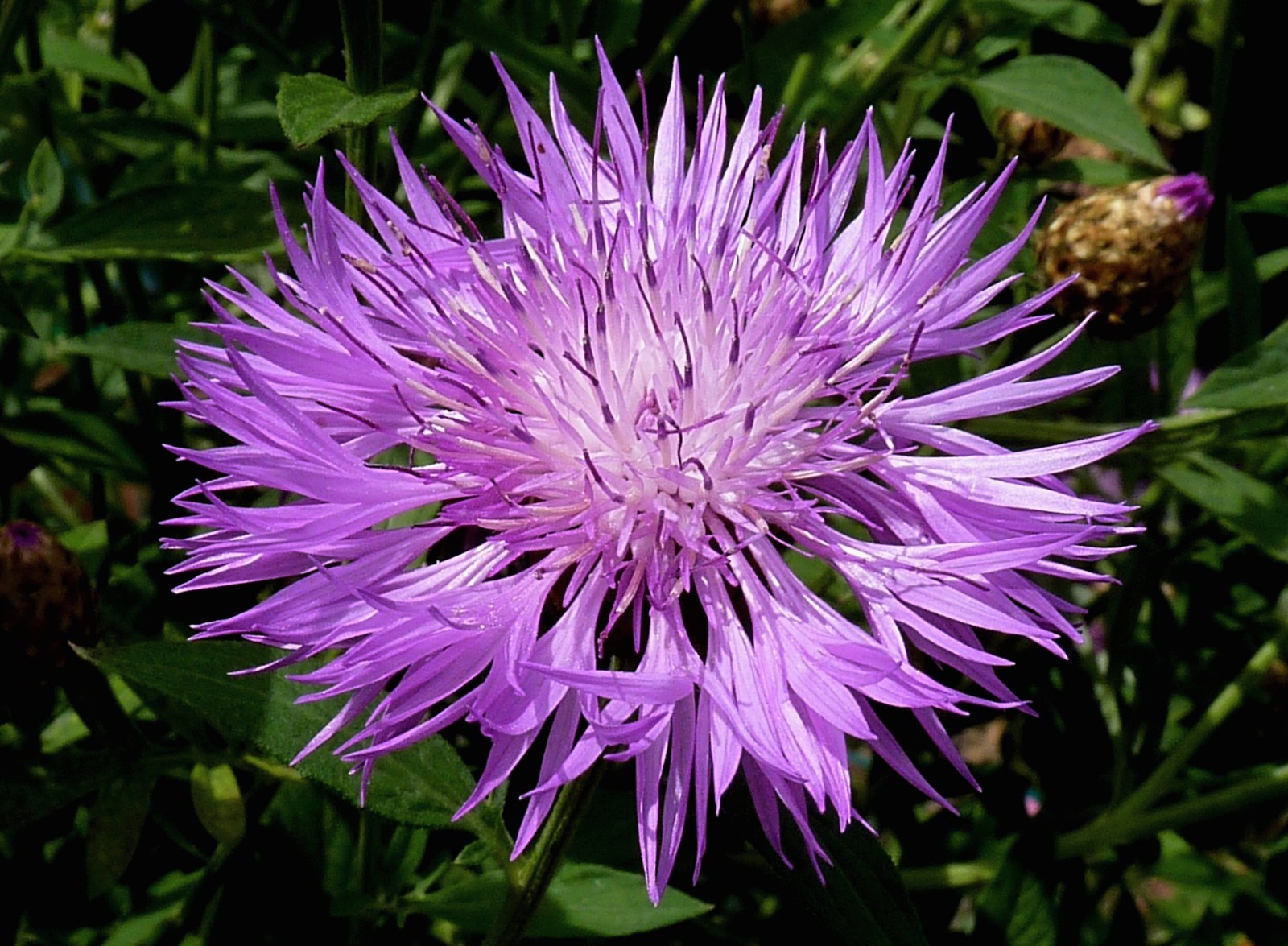 500 MIXED SWEET SULTAN Imperialis Mix Amberboa Moschata Centaurea ...