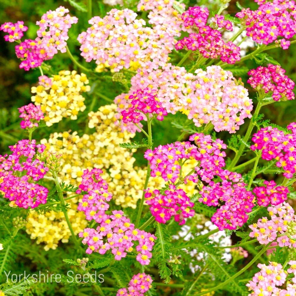 Yarrow Summer Pastel Mix Achillea Millefolium - 1600x Seeds - Perennial ...