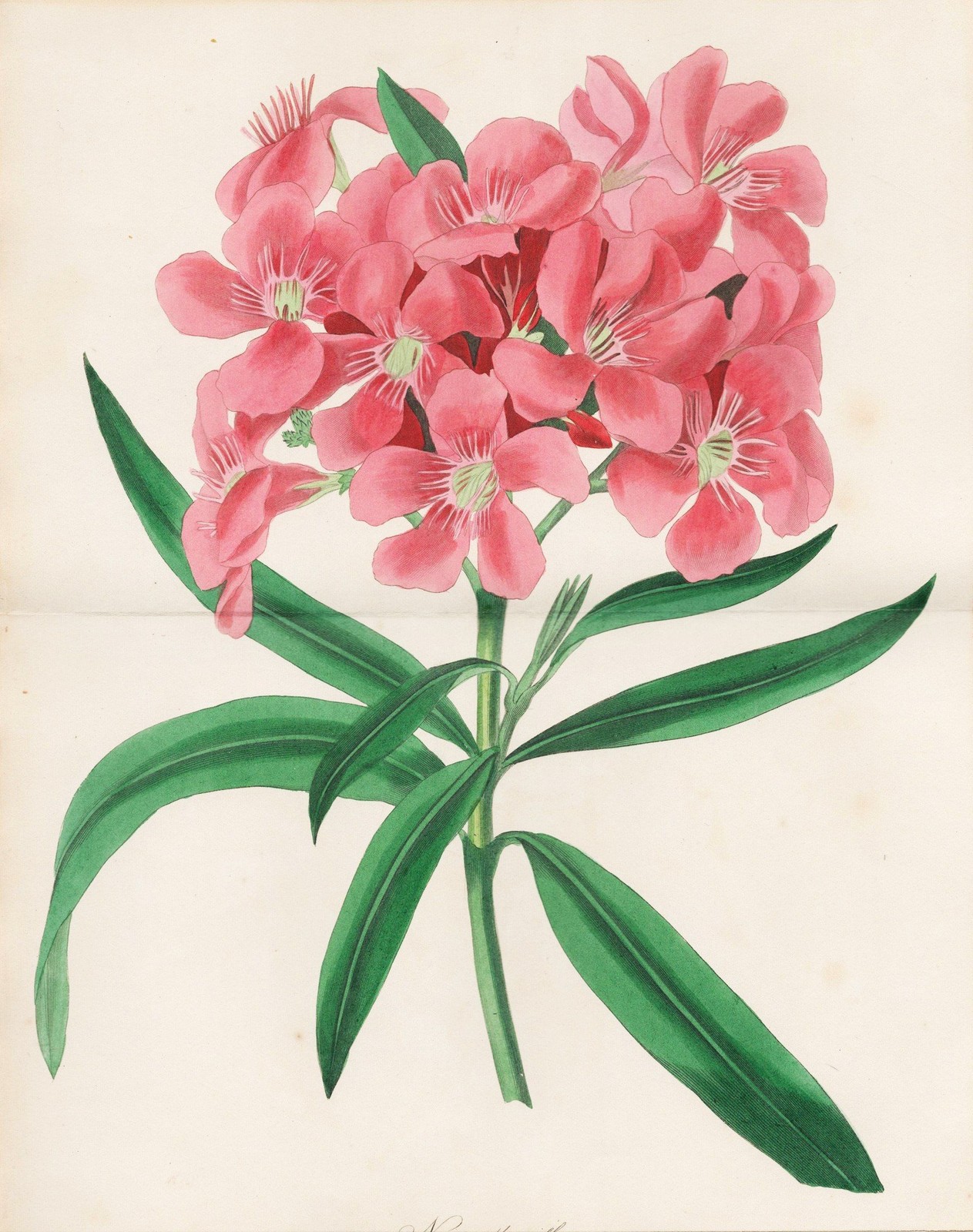 Nerium Oleander Inde Chine Botanique Gravure Paxton 1834 | eBay