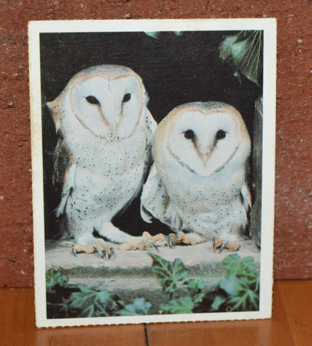 1980 NATIONAL GEOGRAPHIC WORLD TRADING CARD BARN OWL | eBay