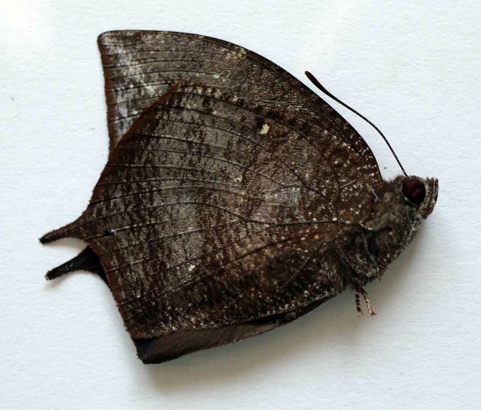 MEMPHIS PSEUDIPHIS - unmounted butterfly | eBay