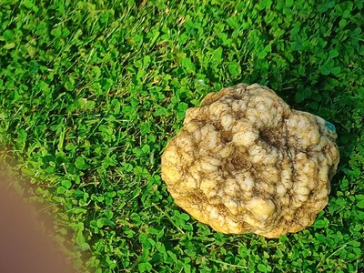 17 lb +Unopened Big Indiana Geode Crystals , minerals,fossil Jewelry ...