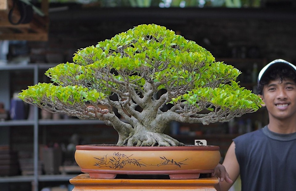 Actual plant Bonsai Ficus Microcarpa bonsai tree bonsai contest ...