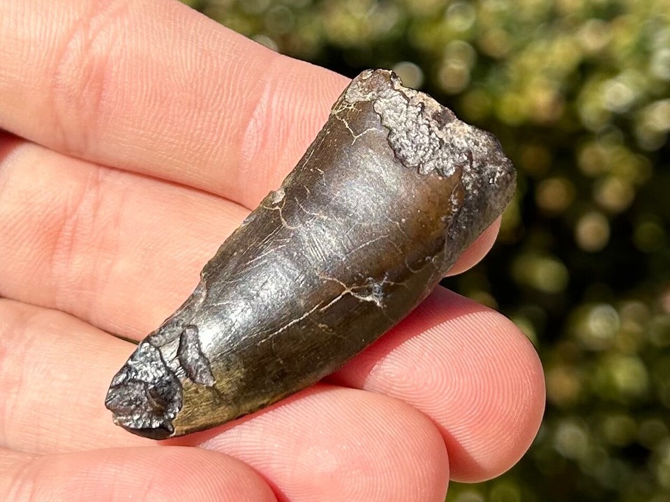 Uzbekistan Tyrannosaur Dinosaur Tooth RARE Timurlengia Bissekty ...