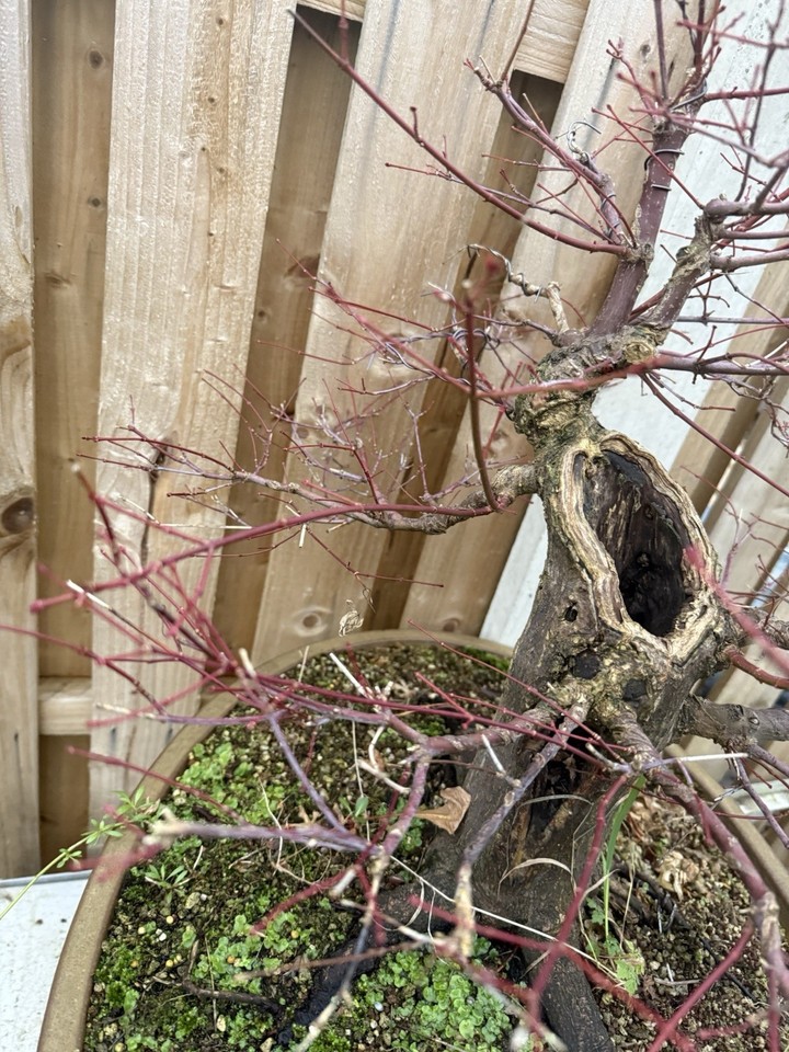 Bonsai Maple Tree | eBay UK