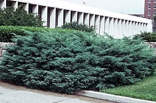 Juniper Blue Pfitzer | 1 Gallon | Juniperus x pfitzeriana | Groundcover ...