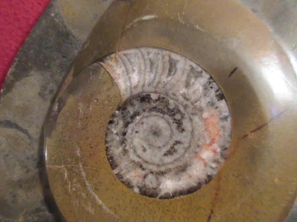 Large Natural Ammonite Disc Fossil Conch Specimen Healing 1 Lb 3Oz | eBay